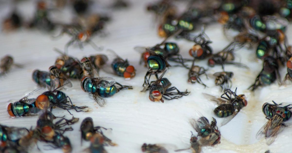 Fly Pest Control Hamilton | Get Rid of Flies